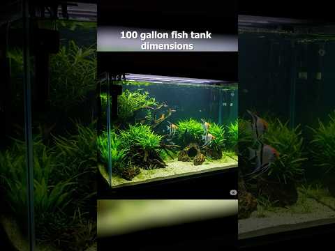 100 Gallon Fish Tank Dimensions: Complete Size Guide & Setup Tips for 2025