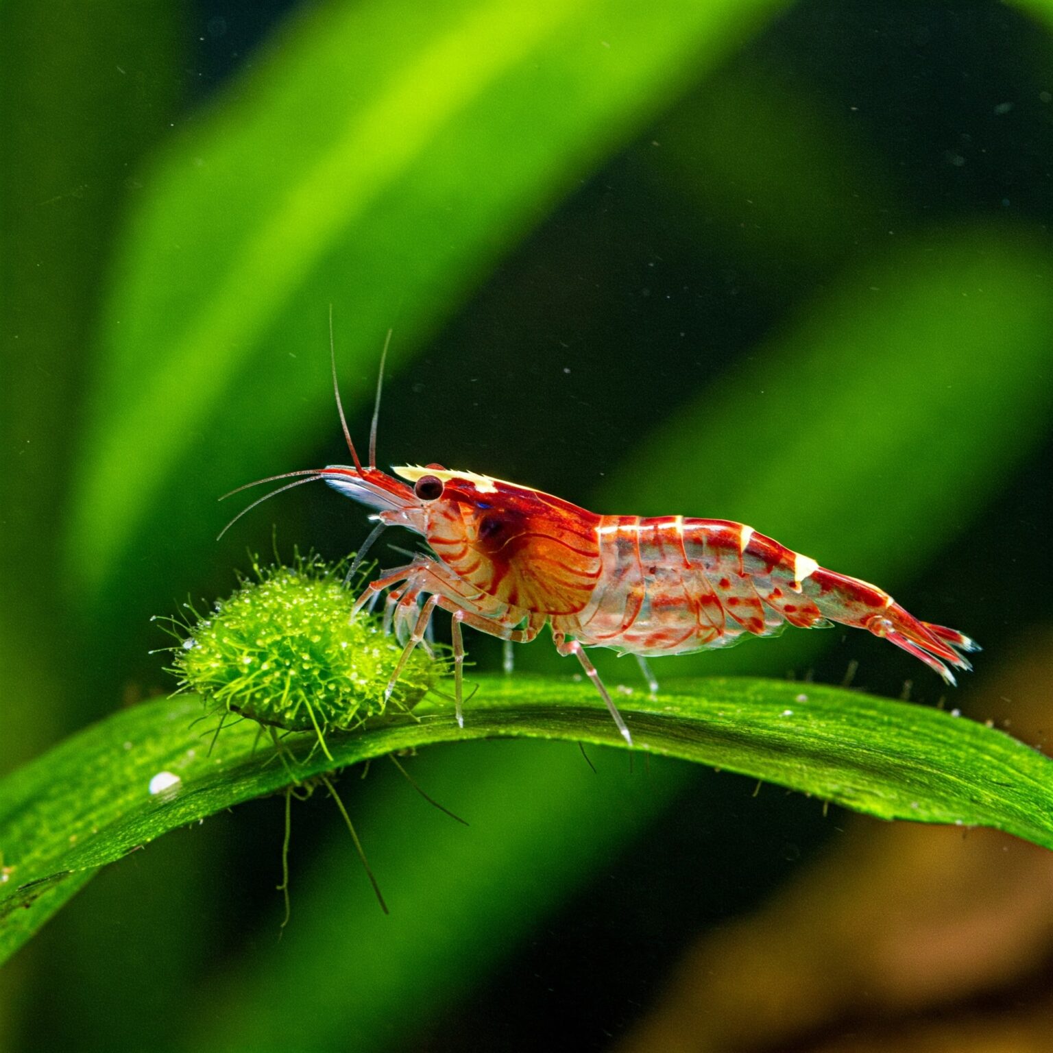 10 Best Algae Eating Fish for a Crystal Clear Aquarium in 2025