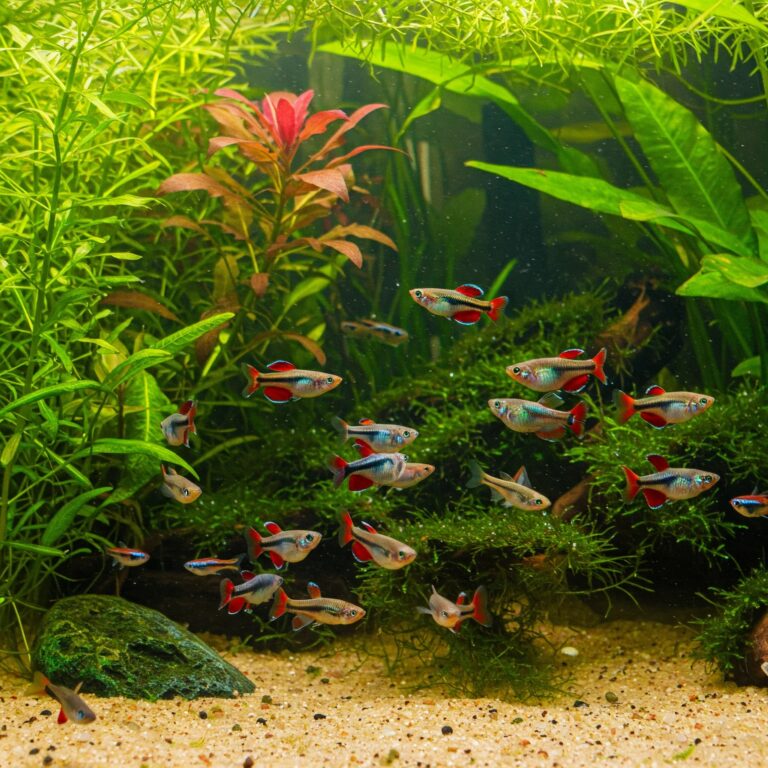 Endler Fish: 7 Essential Care Tips for These Vibrant Aquarium Gems