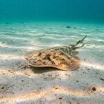 Skate Fish: 7 Amazing Facts About These Unique Ocean Dwellers You Need ...