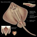 Skate Fish: 7 Amazing Facts About These Unique Ocean Dwellers You Need ...