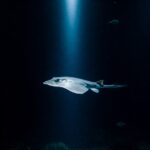 Skate Fish: 7 Amazing Facts About These Unique Ocean Dwellers You Need ...